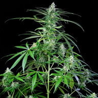 Vásároljon Royal AK kannabiszmagokat - Royal Queen Seeds
