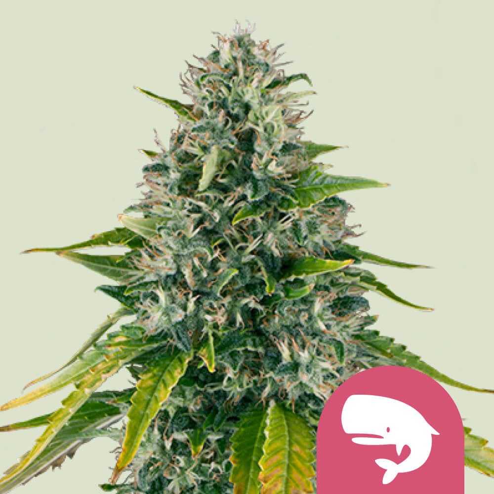 Vásároljon Royal Moby feminizált kannabisztörzset 🐳 - Royal Queen Seeds