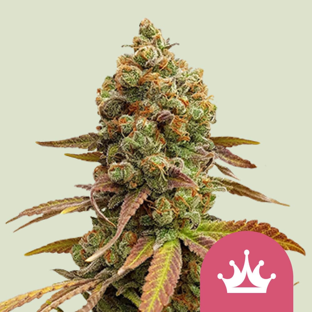Szerezzen Special Queen 1 feminizált magokat 👑 - Royal Queen Seeds