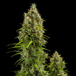 Vásároljon Royal Jack Auto kannabiszmagokat - Royal Queen Seeds