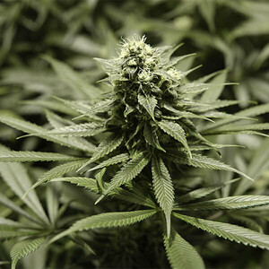 Critical Kush Strain ⛰️ Cannabis Magok - Royal Queen Seeds