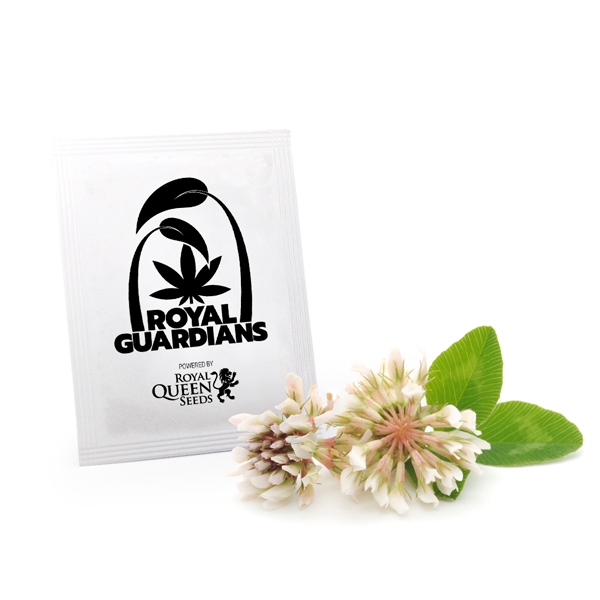 Fehér Társnövény vetőmagok - Royal Queen Seeds