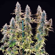 Vásároljon Granddaddy Purple feminizált magokat - Royal Queen Seeds