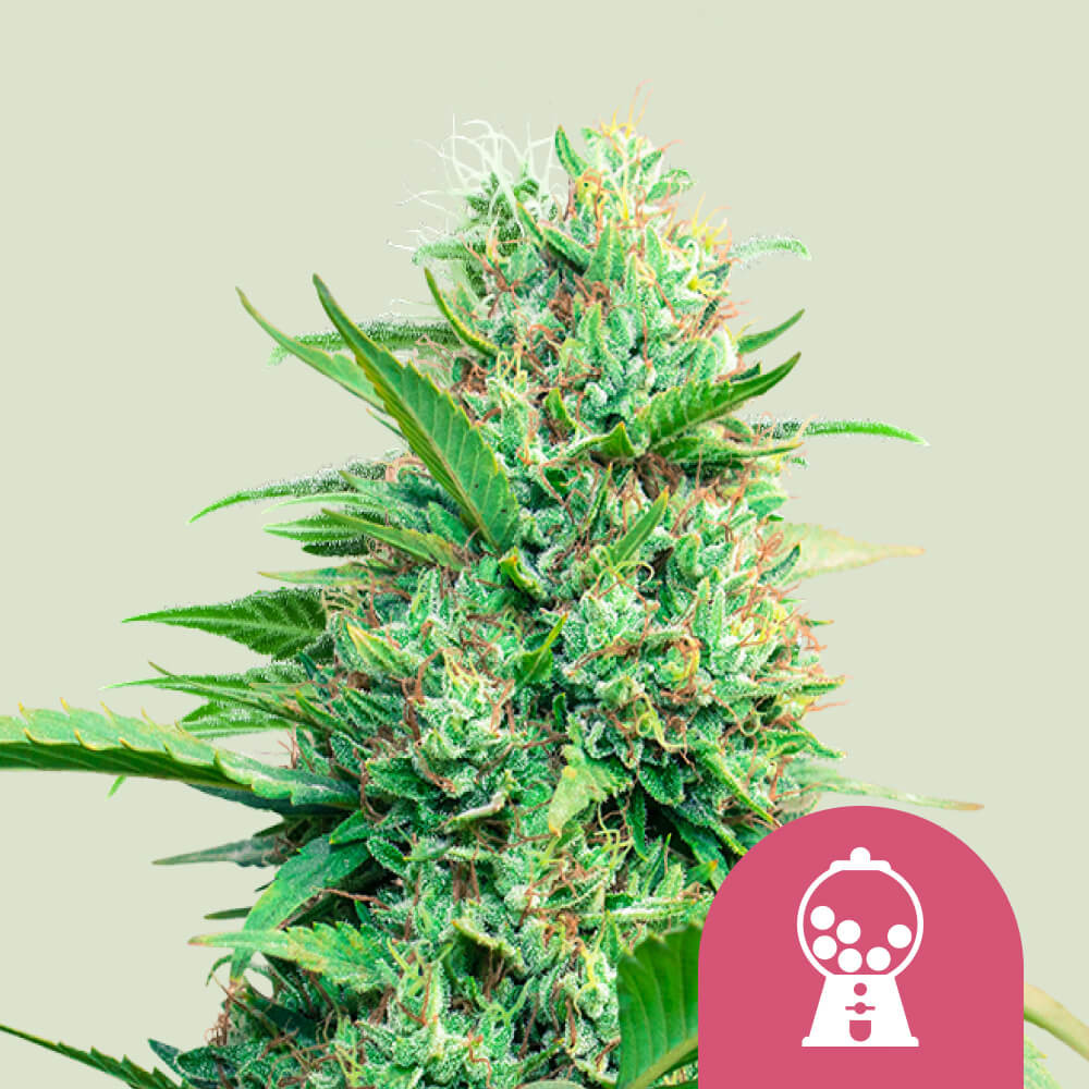 Vásároljon Pink Runtz feminizált kannabiszmagokat - Royal Queen Seeds