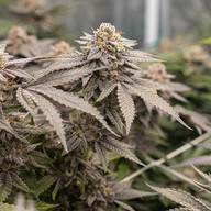 Vásároljon Dynamite Diesel feminizált kannabiszmagokat - Royal Queen Seeds