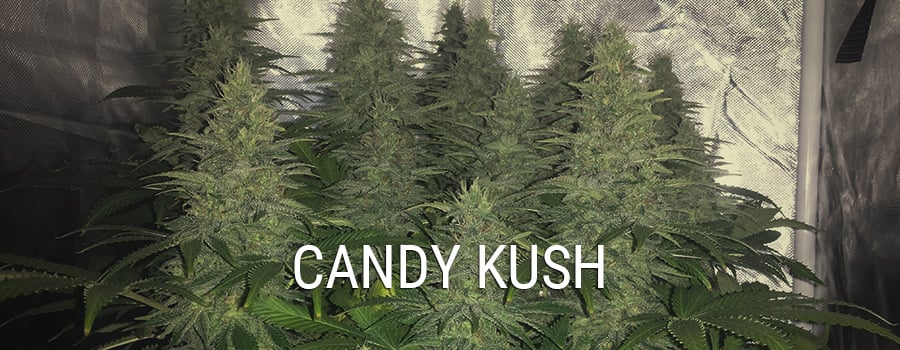 Candy Kush Express (Fast Flowering) 🚂 Cannabis Magok - Royal Queen Seeds